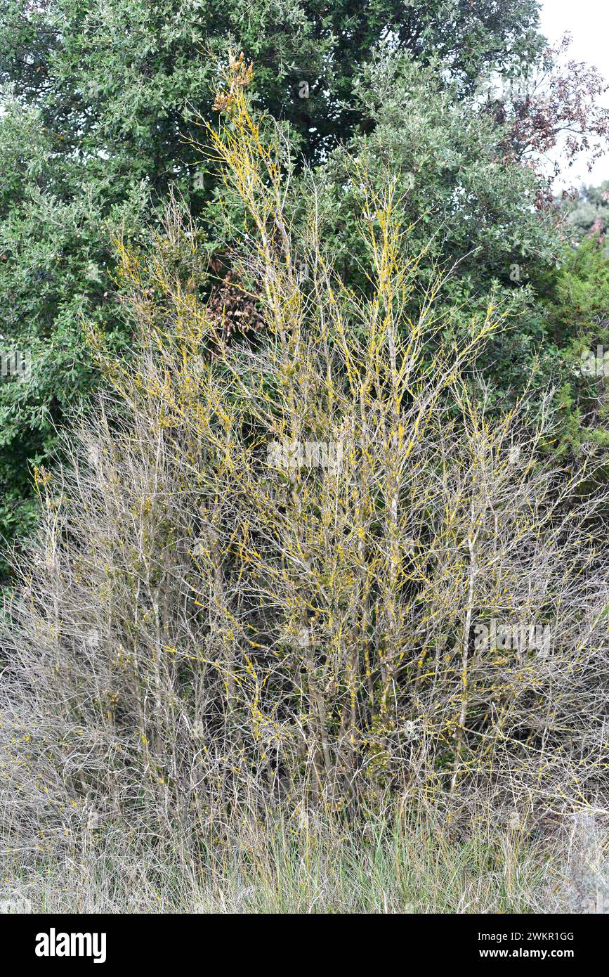 Dead boxwood (Buxus sempervirens) affected by the parasitic fungus ...