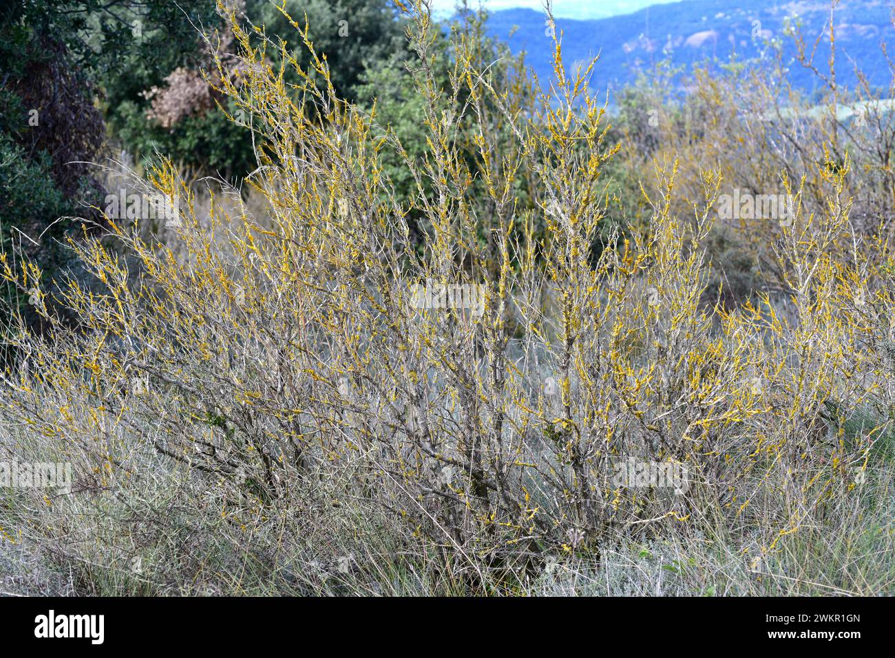 Dead boxwood (Buxus sempervirens) affected by the parasitic fungus ...
