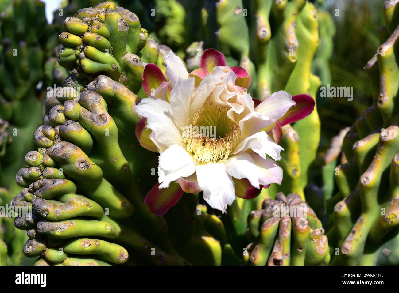 Cardon uruguayo (Cereus uruguayanus monstrosus or Cereus hildmannianus ...