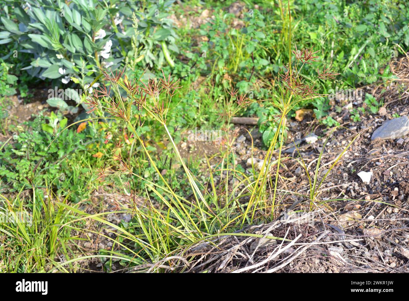 Coco-grass, nut grass or purple nutsedge (Cyperus rotundus) is an ...