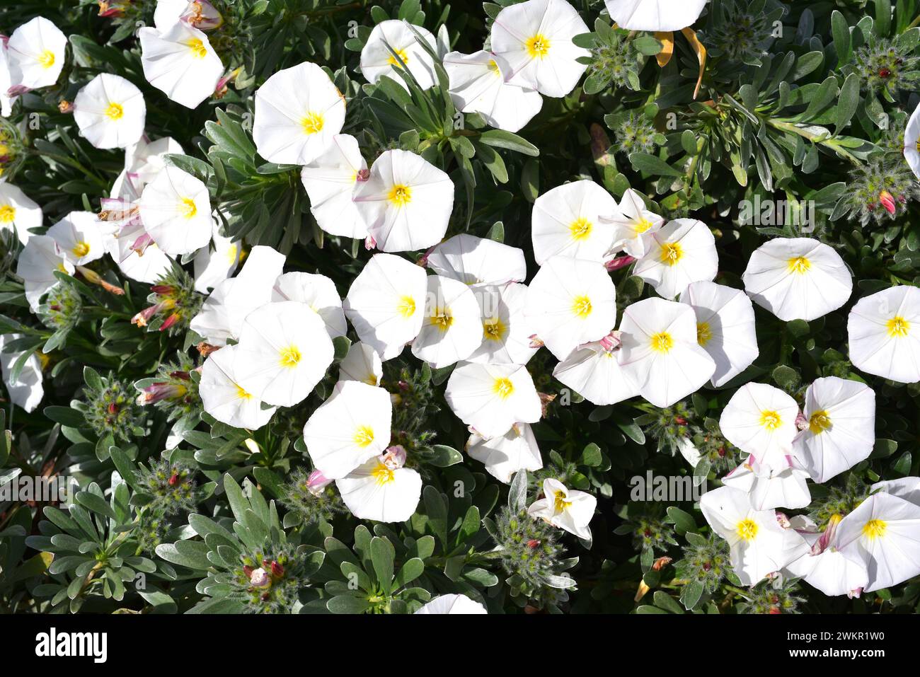 Convolvulus cneorum silverbush hi-res stock photography and images - Alamy
