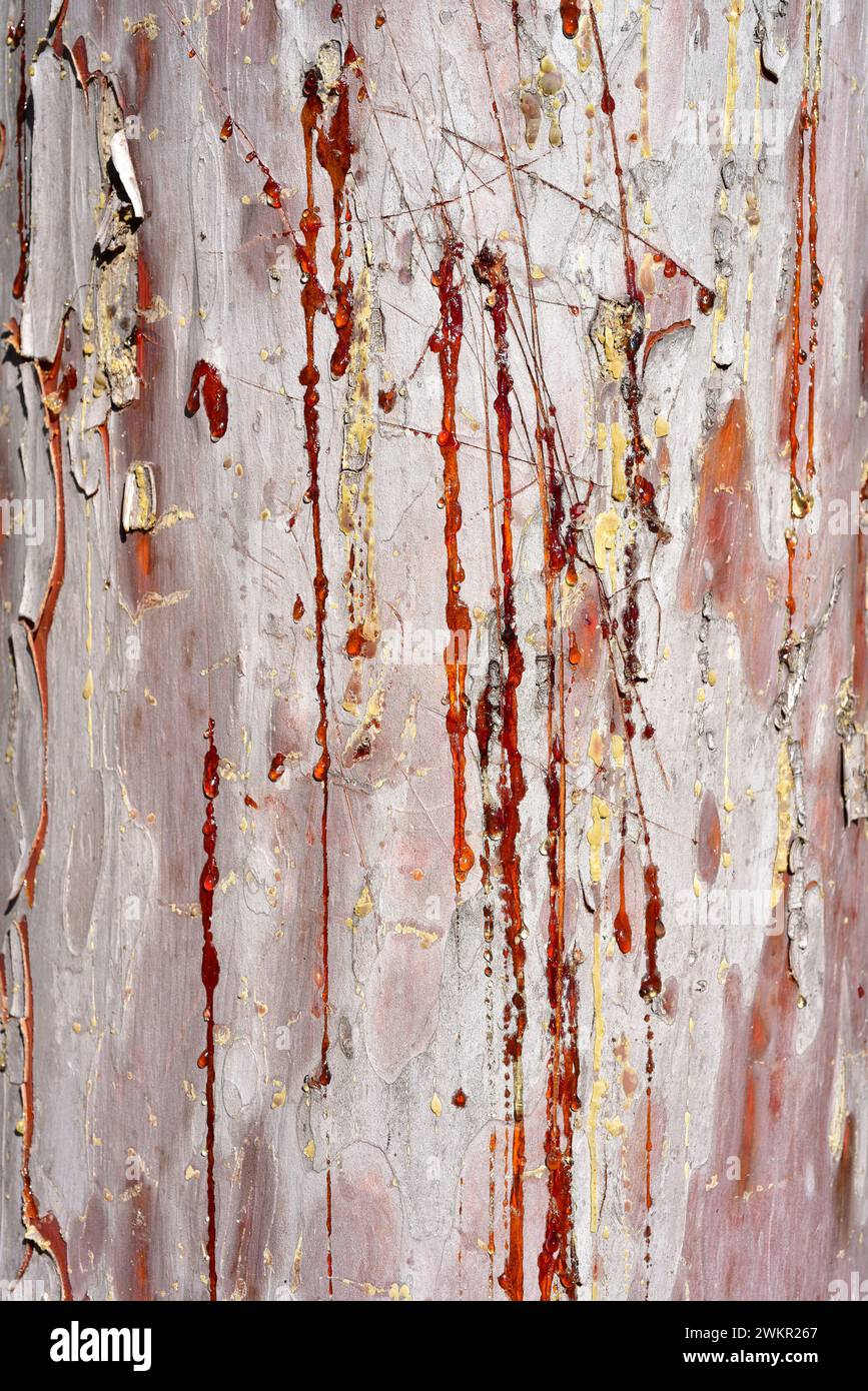 Arizona cypress (Cupressus arizonica) is an evergreen tree native to ...