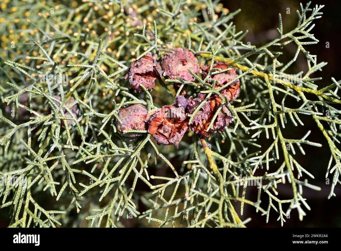 Arizona cypress (Cupressus arizonica) is a coniferous evergreen tree ...