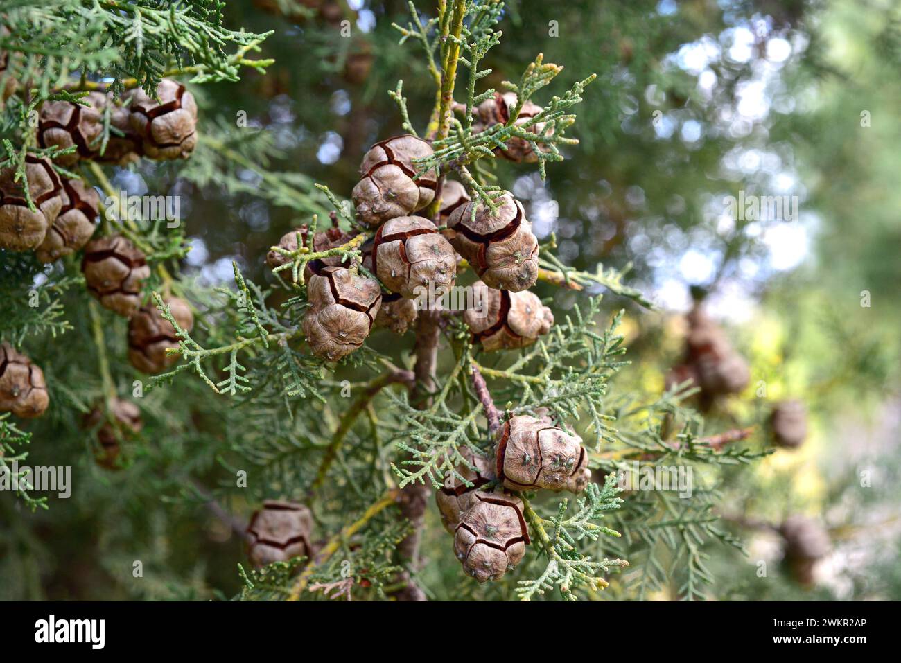 Saharan cypress or tarout (Cupressus dupreziana) is a coniferous ...