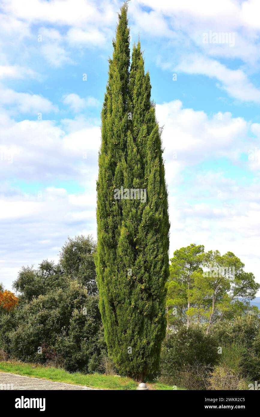 Mediterranean cypress cupressus sempervirens hi-res stock photography ...
