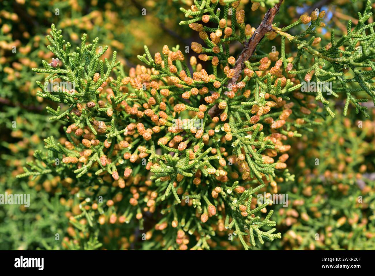 Male flowers small cones hi-res stock photography and images - Alamy