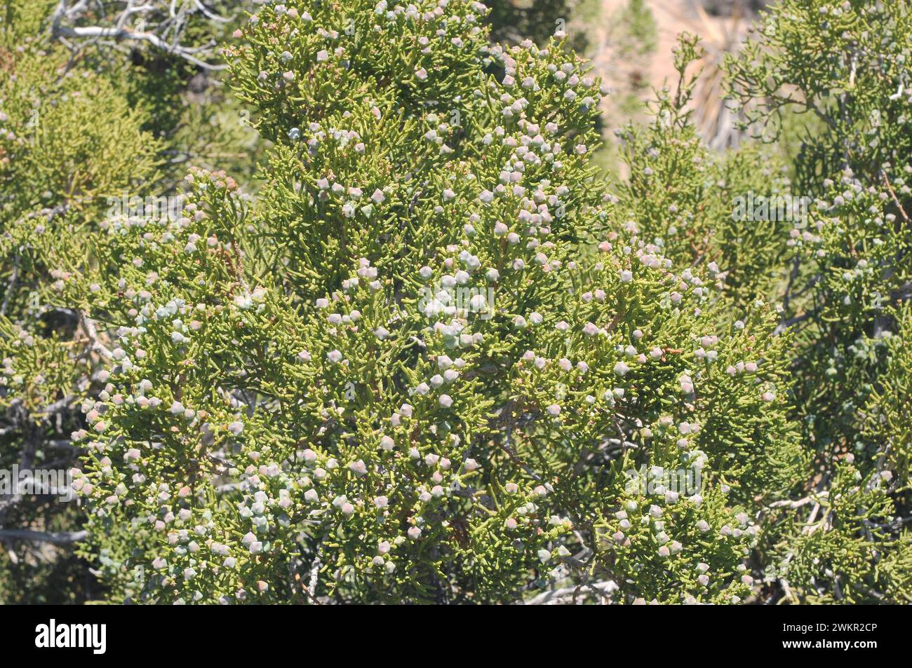 California juniper (Juniperus californica) is an evergreen shrub native ...