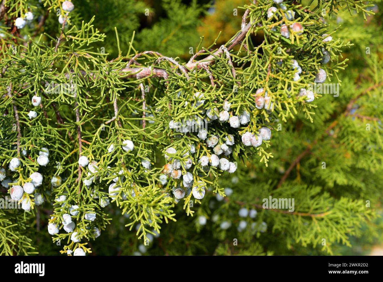 California juniper (Juniperus californica) is a coniferous evergreen shrub or small tree native ...