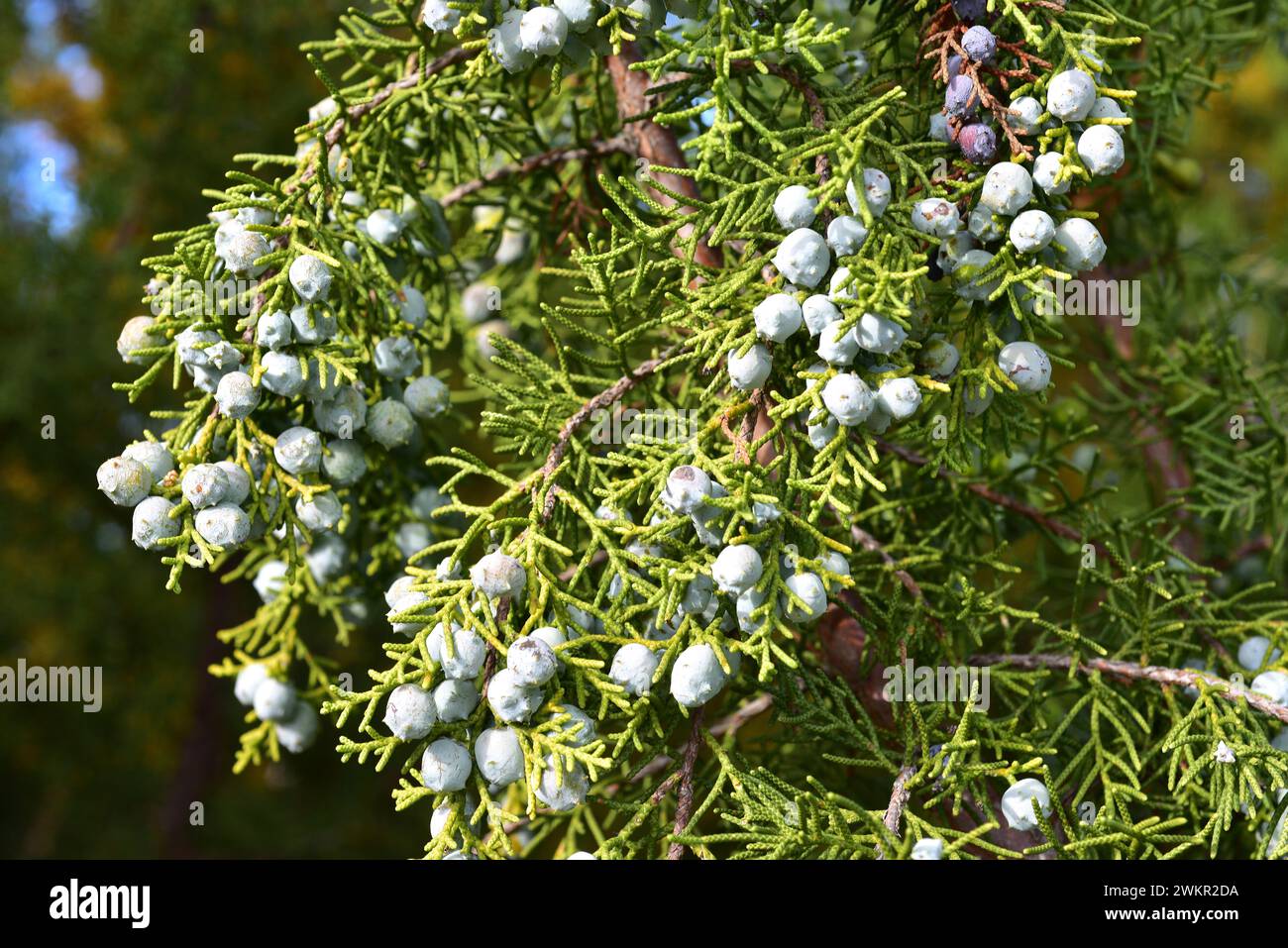 California juniper (Juniperus californica) is a coniferous evergreen ...