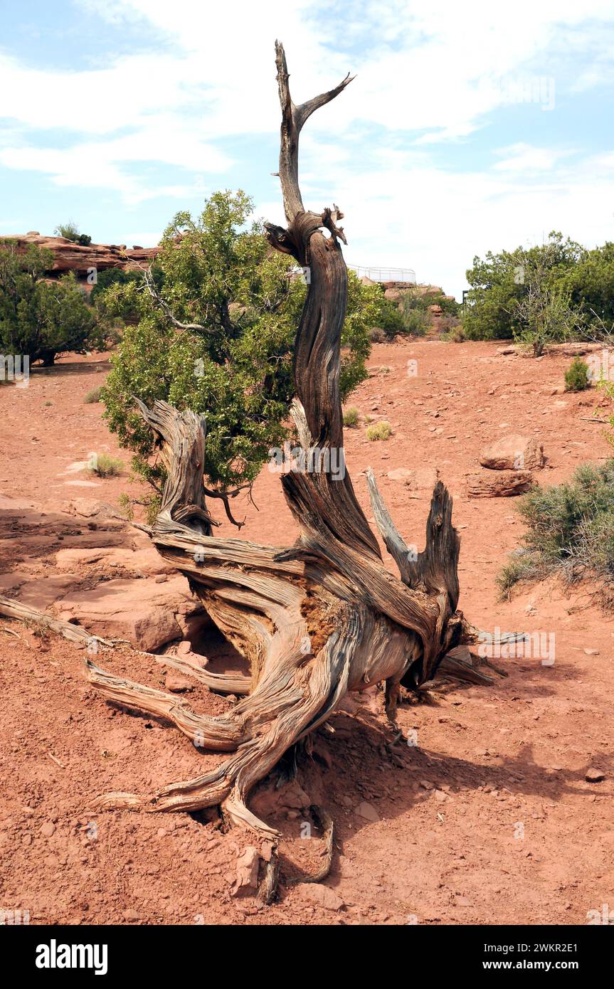 Utah juniper (Juniperus osteosperma) is an evergreen tree native to ...