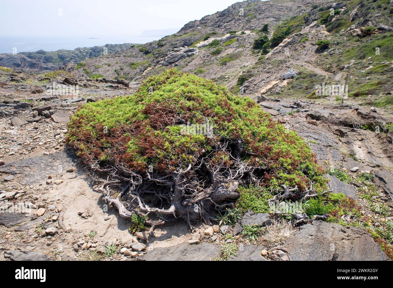 Cade juniper or prickly juniper (Juniperus oxycedrus) is an evergreen ...