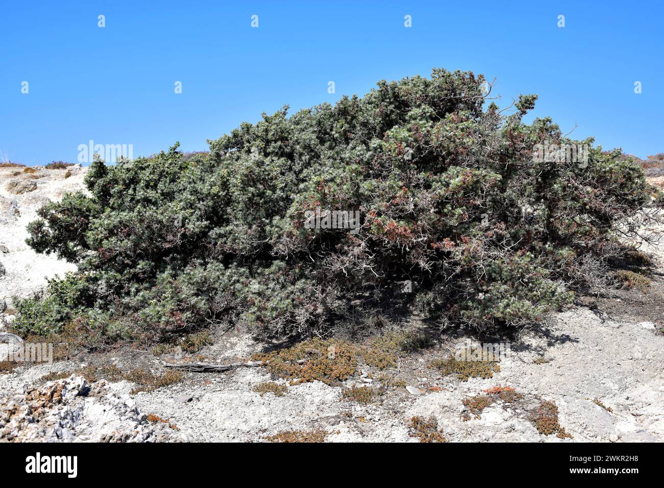 Cade juniper or prickly juniper (Juniperus oxycedrus) is an evergreen ...