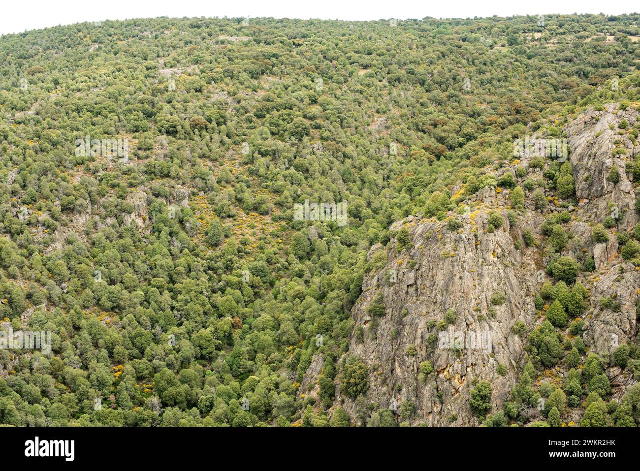 Forest of cade juniper or prickly juniper (Juniperus oxycedrus). Cade ...