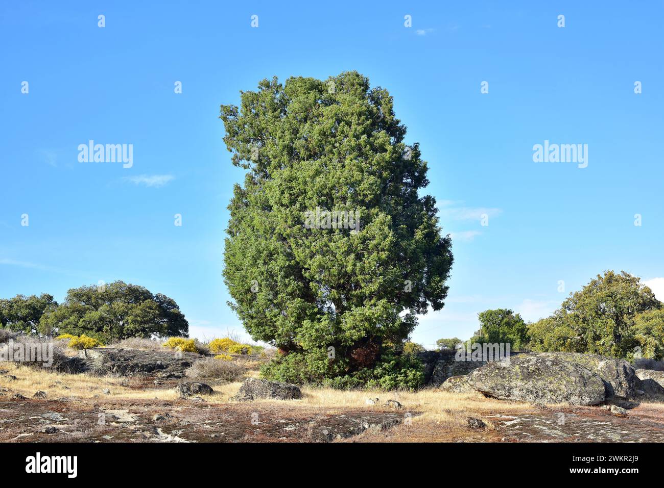Cade juniper or prickly juniper (Juniperus oxycedrus) is an evergreen ...
