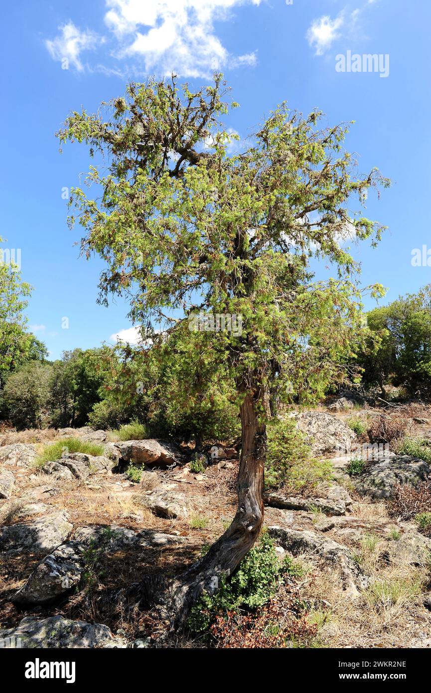 Cade juniper or prickly juniper (Juniperus oxycedrus) is an evergreen ...