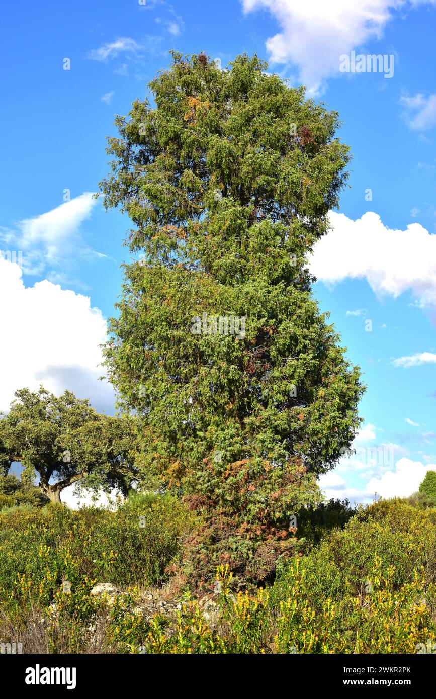 Cade juniper or prickly juniper (Juniperus oxycedrus) is an evergreen ...