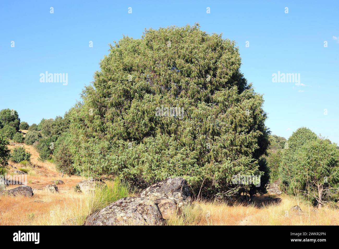 Cade juniper or prickly juniper (Juniperus oxycedrus) is an evergreen ...