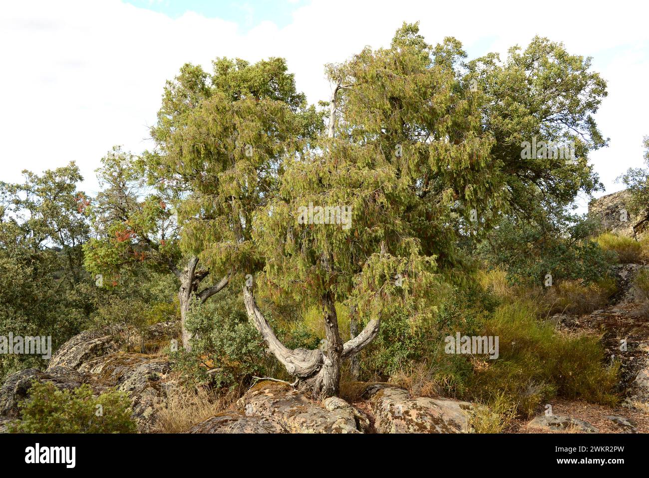 Cade juniper or prickly juniper (Juniperus oxycedrus) is an evergreen ...