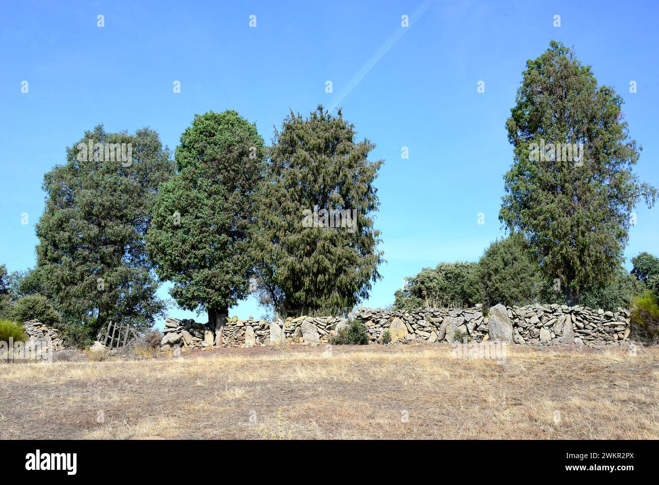 Cade juniper or prickly juniper (Juniperus oxycedrus) is an evergreen ...