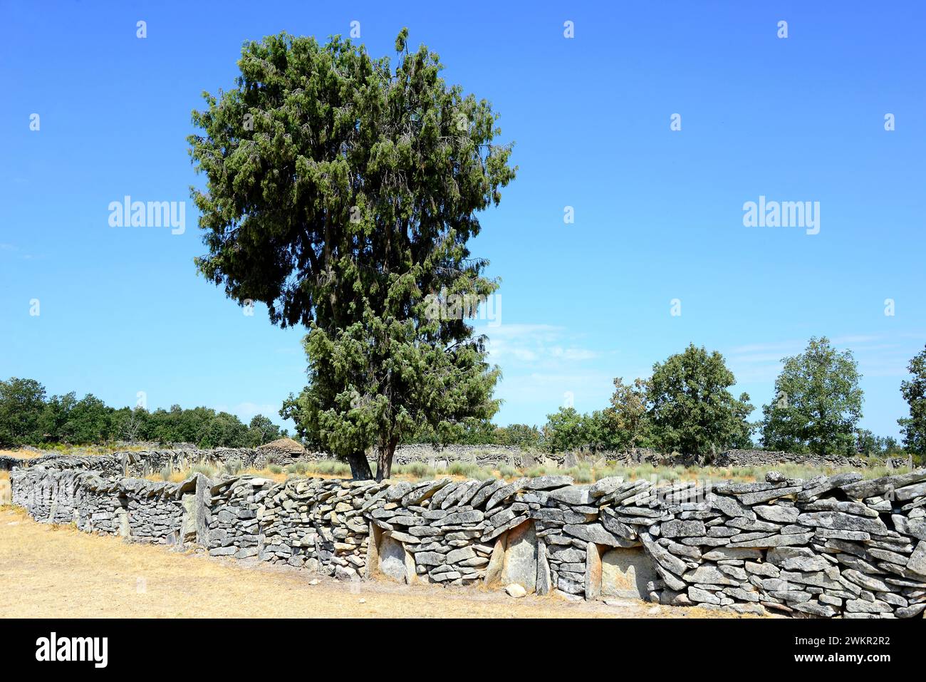 Cade juniper or prickly juniper (Juniperus oxycedrus) is an evergreen ...
