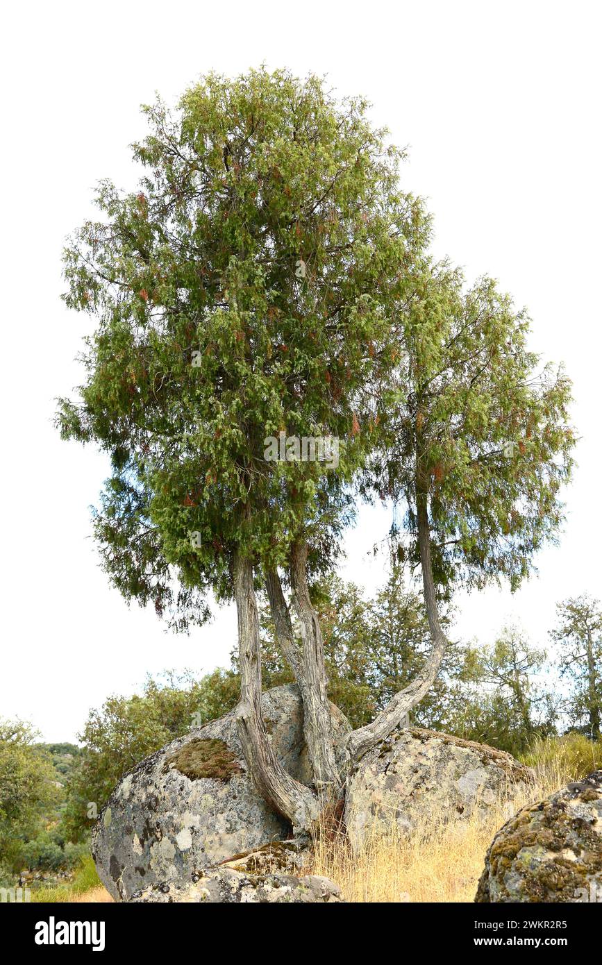 Cade juniper or prickly juniper (Juniperus oxycedrus) is an evergreen ...