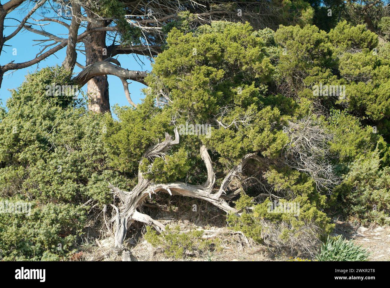 Phoenicean juniper (Juniperus phoenicea) is a coniferous evergreen ...