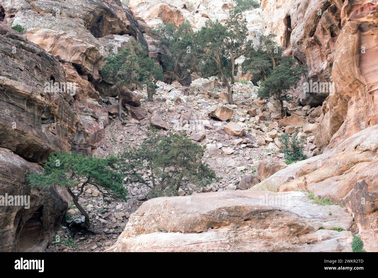 Phoenicean juniper (Juniperus phoenicea) is a coniferous evergreen ...