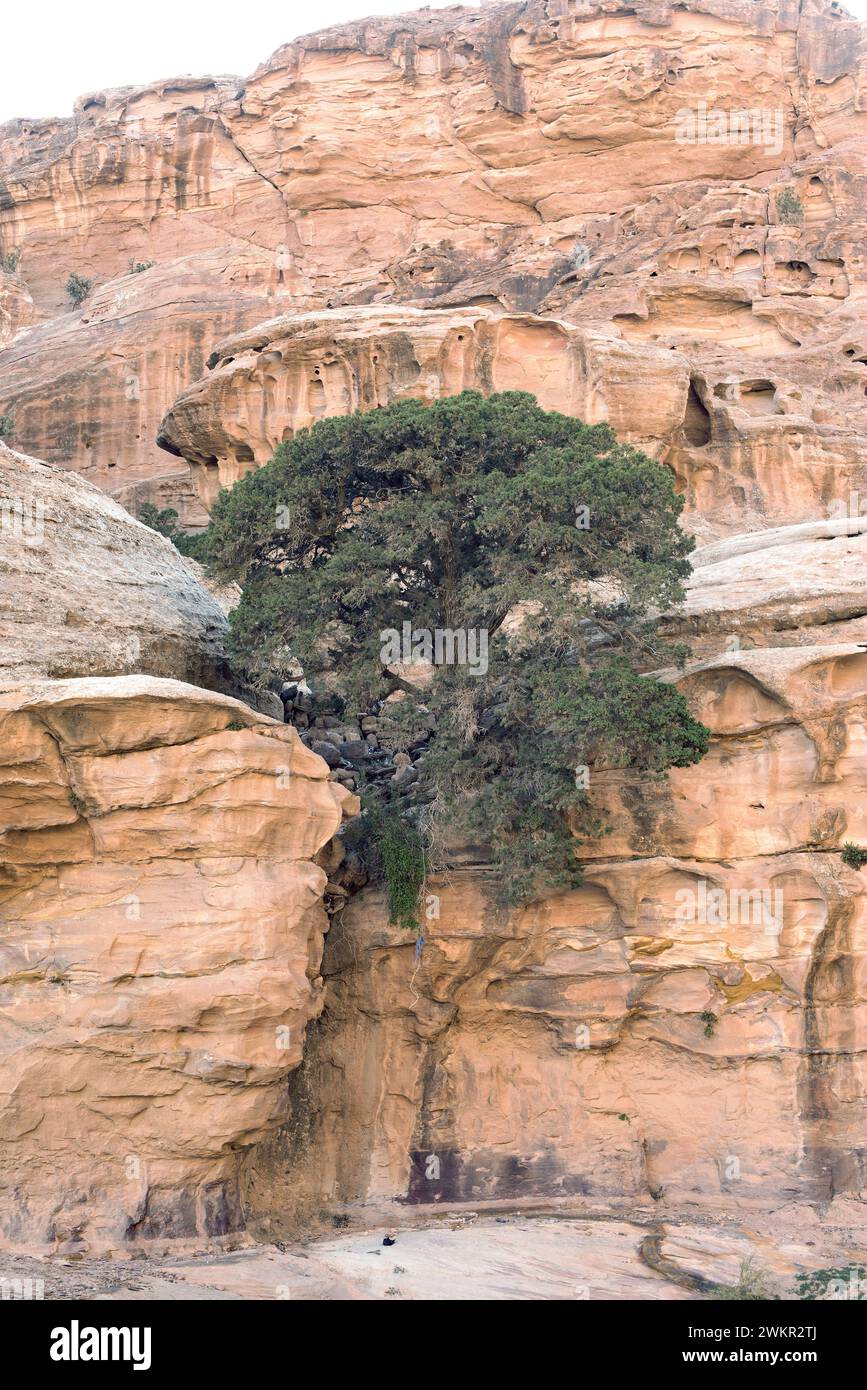 Phoenicean juniper (Juniperus phoenicea) is a coniferous evergreen ...