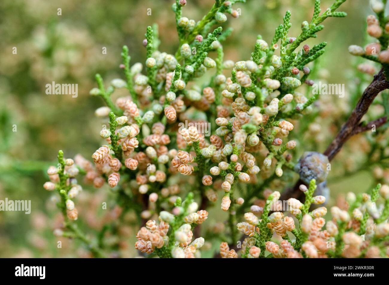 Phoenicean juniper (Juniperus phoenicea) is a coniferous evergreen ...