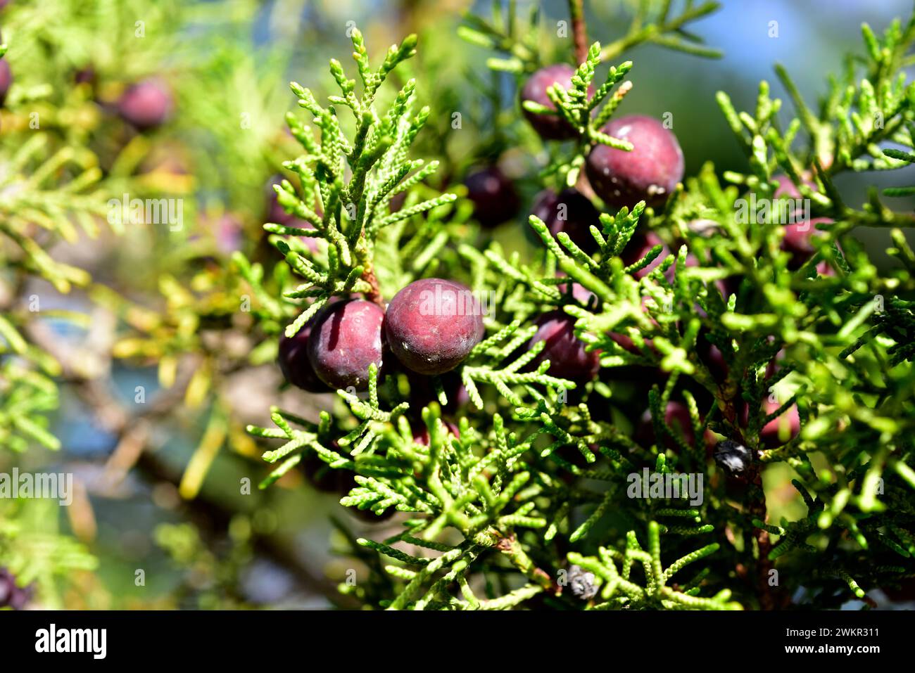 Phoenicean juniper (Juniperus phoenicea) is a coniferous evergreen ...
