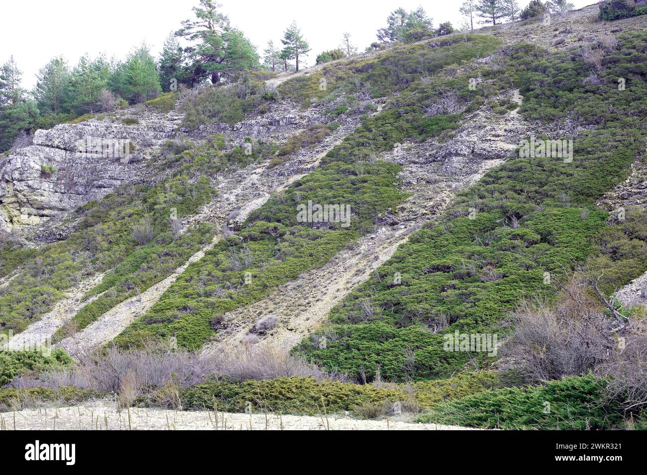Savin juniper (Juniperus sabina) is a creeping poisonous shrub native ...