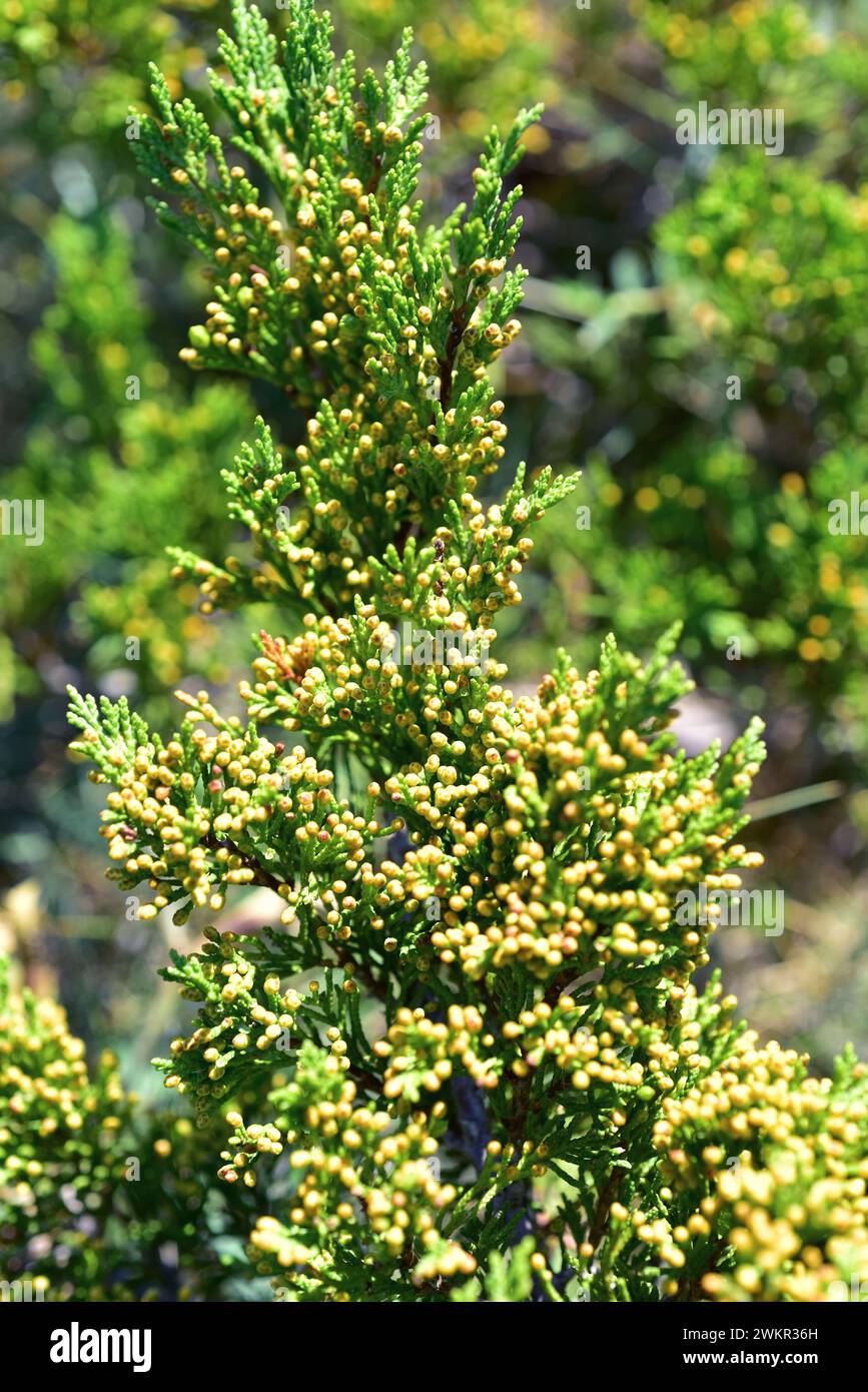 Savin juniper (Juniperus sabina) creeping poisonous shrub native to ...