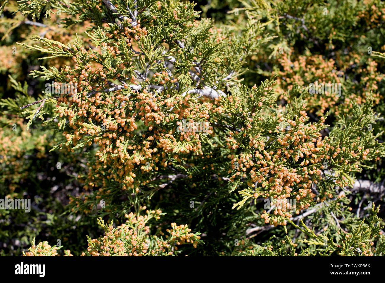 Savin juniper (Juniperus sabina) creeping poisonous shrub native to ...