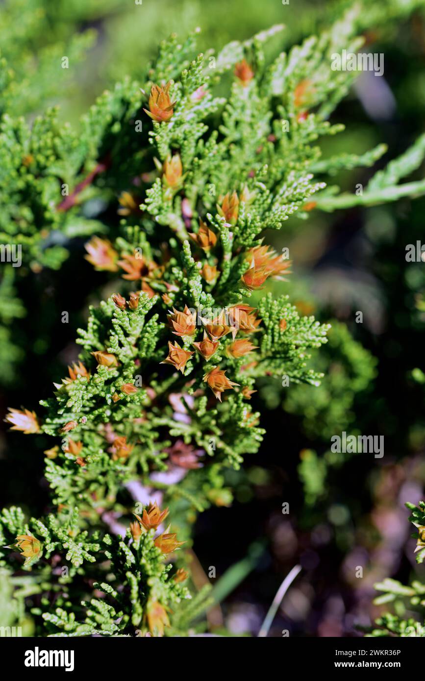 Savin juniper (Juniperus sabina) creeping poisonous shrub native to ...