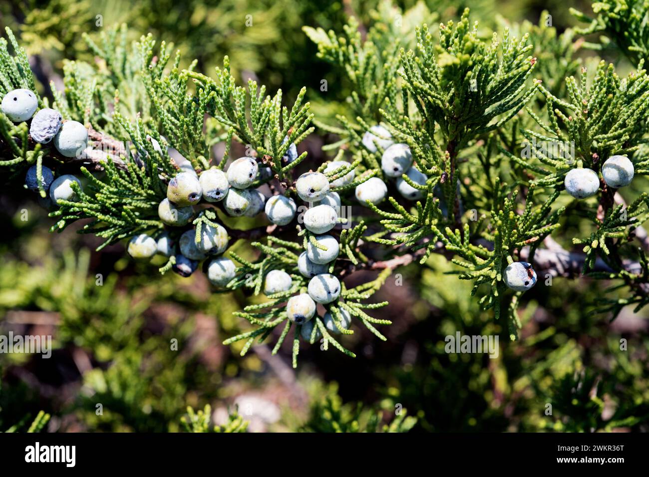 Savin juniper (Juniperus sabina) creeping poisonous shrub native to ...