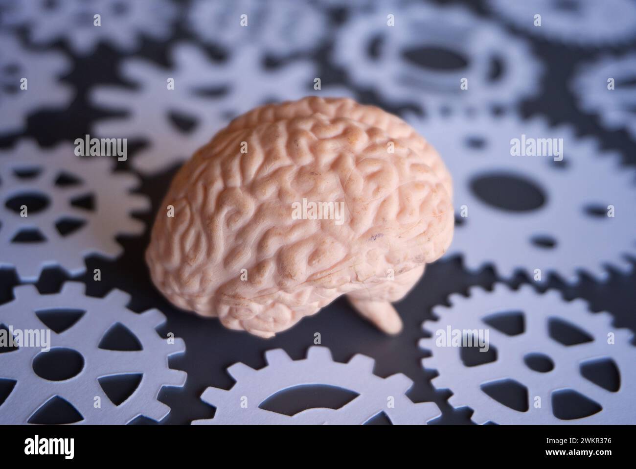 Close-up of a human brain model surrounded by paper gears ... Close-up of a human brain model surrounded by paper gears ...
