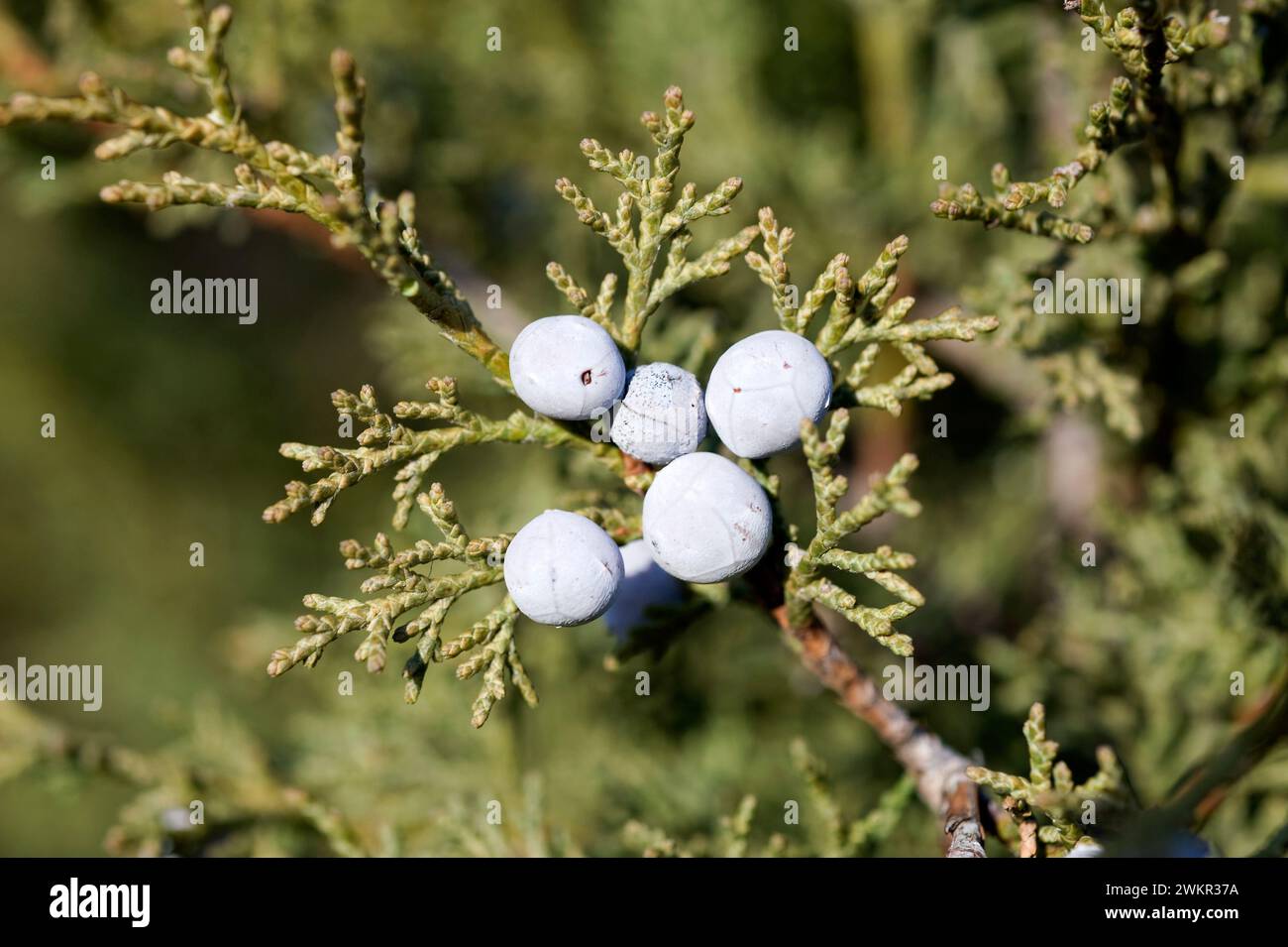 Spanish juniper (Juniperus thurifera) is a coniferous evergreen tree ...