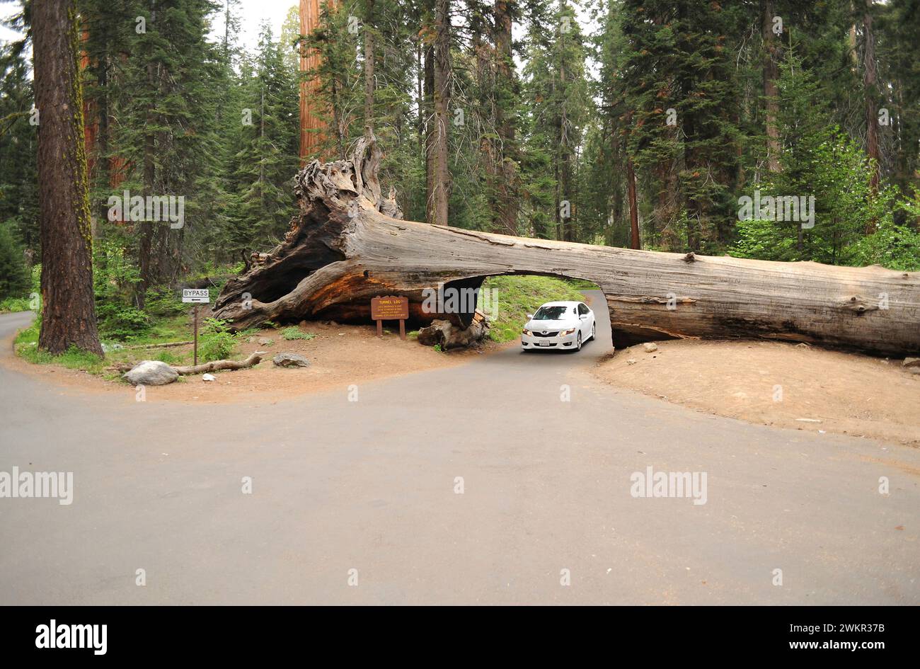 Giant sequoia (Sequoiadendron giganteum) is an evergreen large tree ...