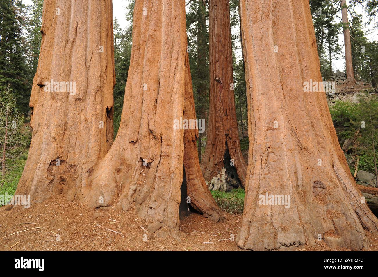Giant sequoia (Sequoiadendron giganteum) is an evergreen large tree ...