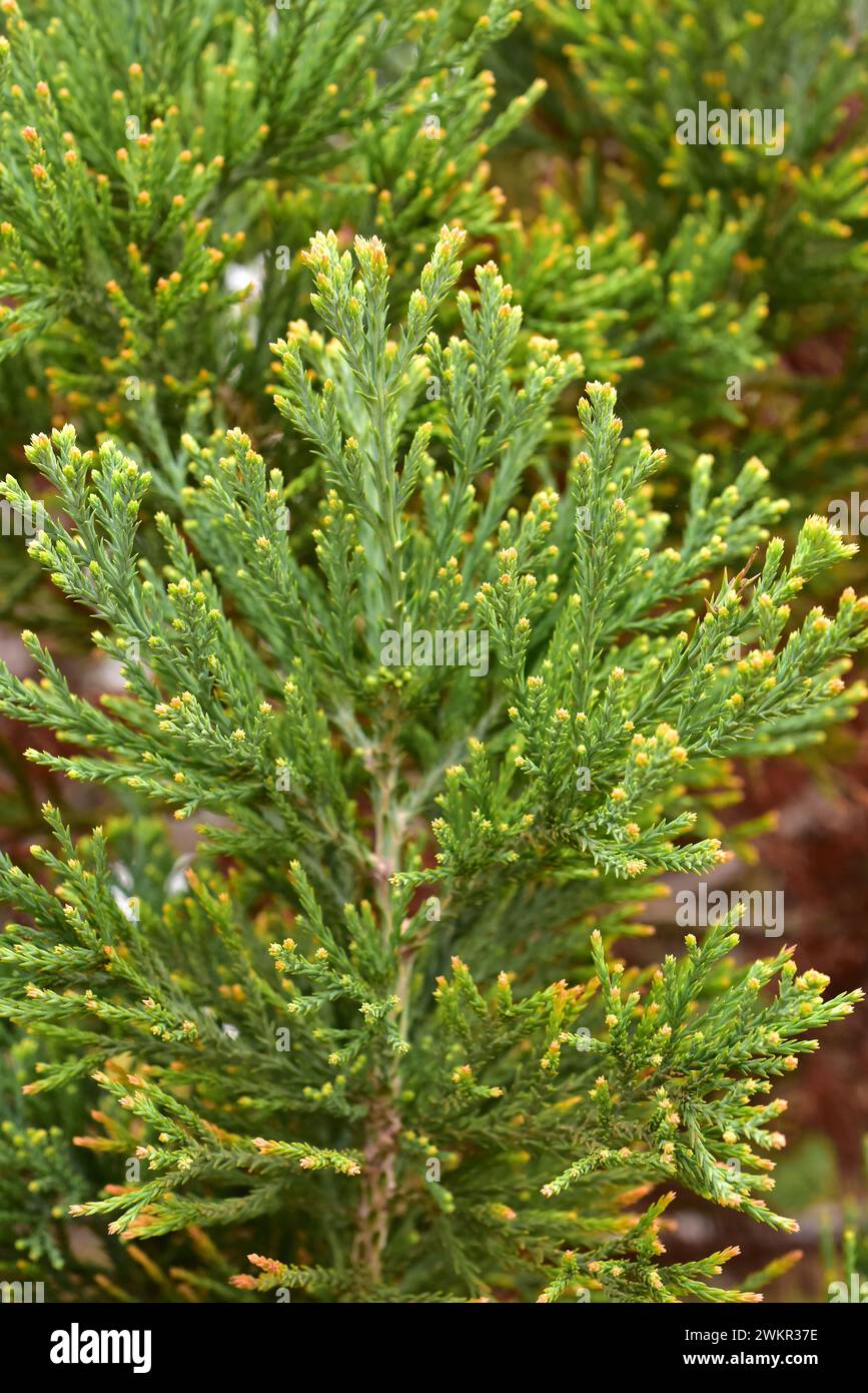 Giant sequoia (Sequoiadendron giganteum) is an evergreen large tree ...