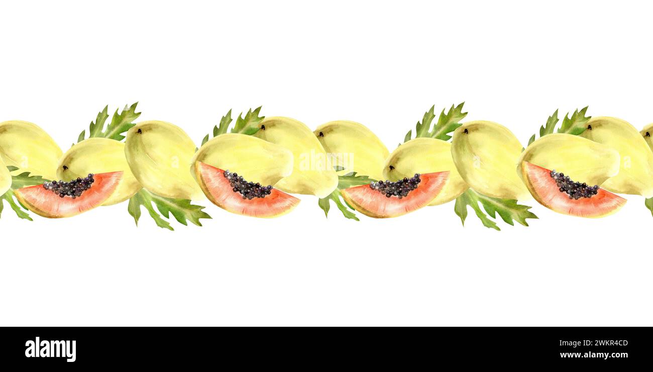 Watercolor tropical papaya seamless border. Hand drawn exotic fruit ...