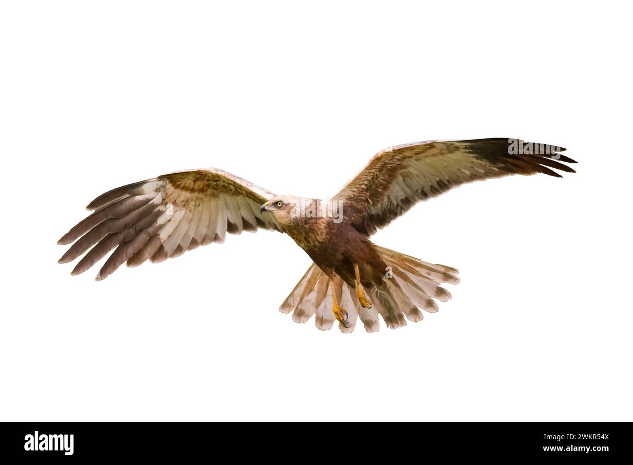 flying Bird of prey Marsh Harrier Circus aeruginosus isolated on white ...