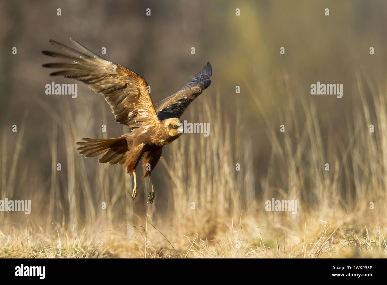 Flying Birds of prey Marsh harrier Circus aeruginosus, hunting time ...