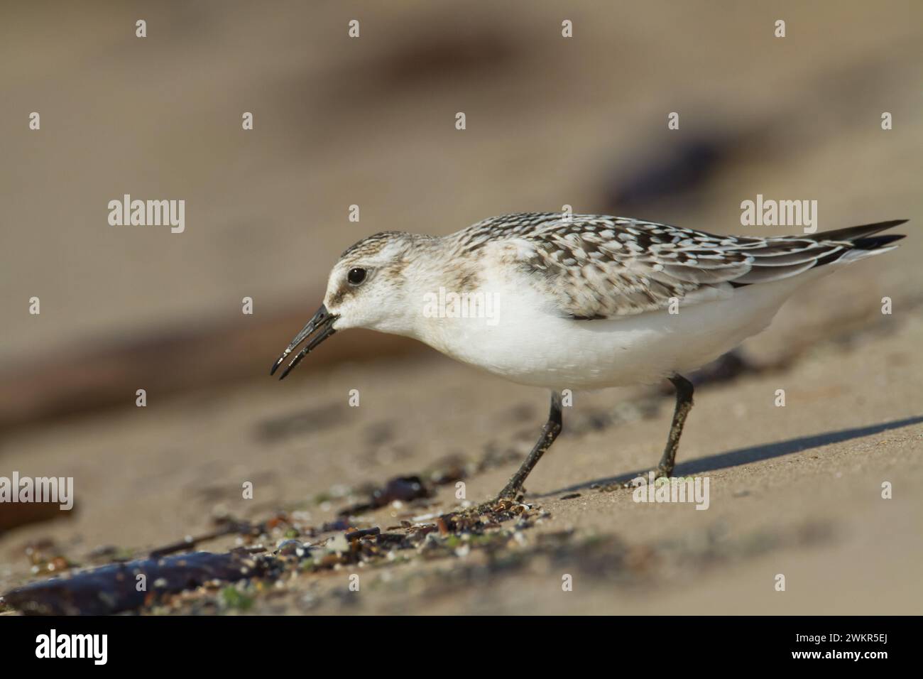 bird - Sanderling Calidris alba adult migratory bird, shorebird Poland ...
