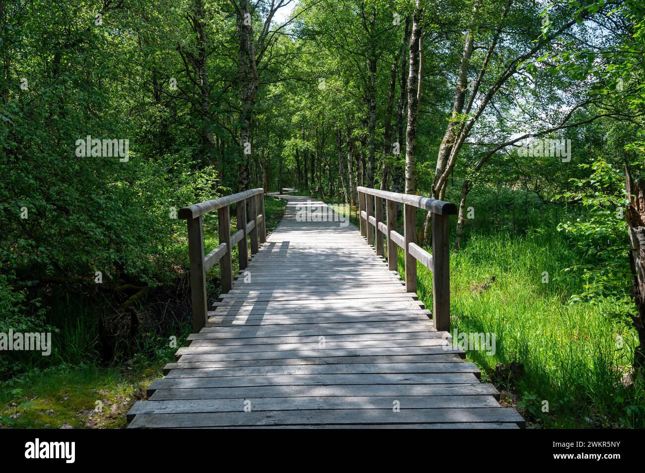 Black moor with bridge and trees in the Rhoen, Bavaria, Germany, with a ...