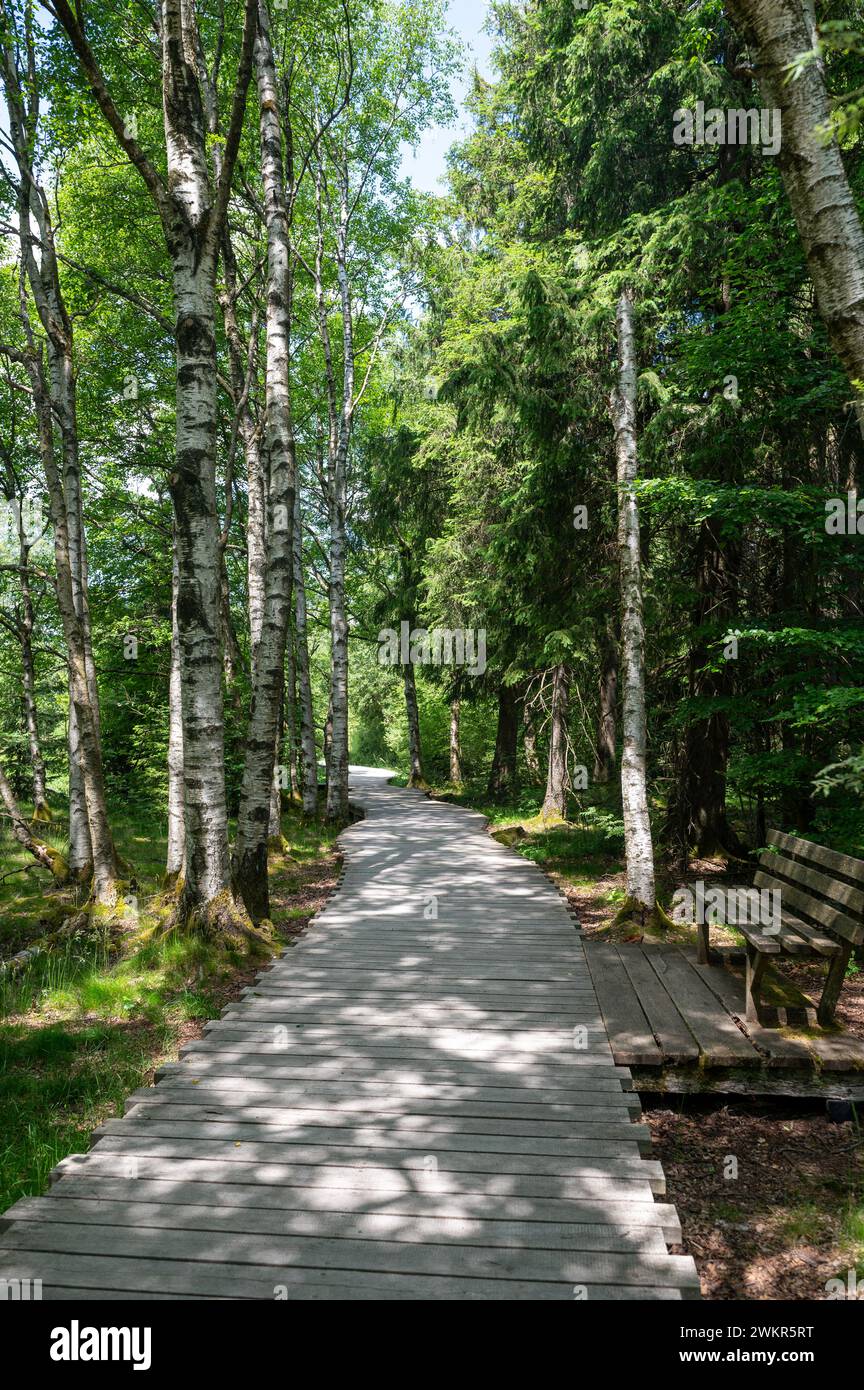 Black moor with trees in the Rhoen, Bavaria, Germany, with a new moor ...