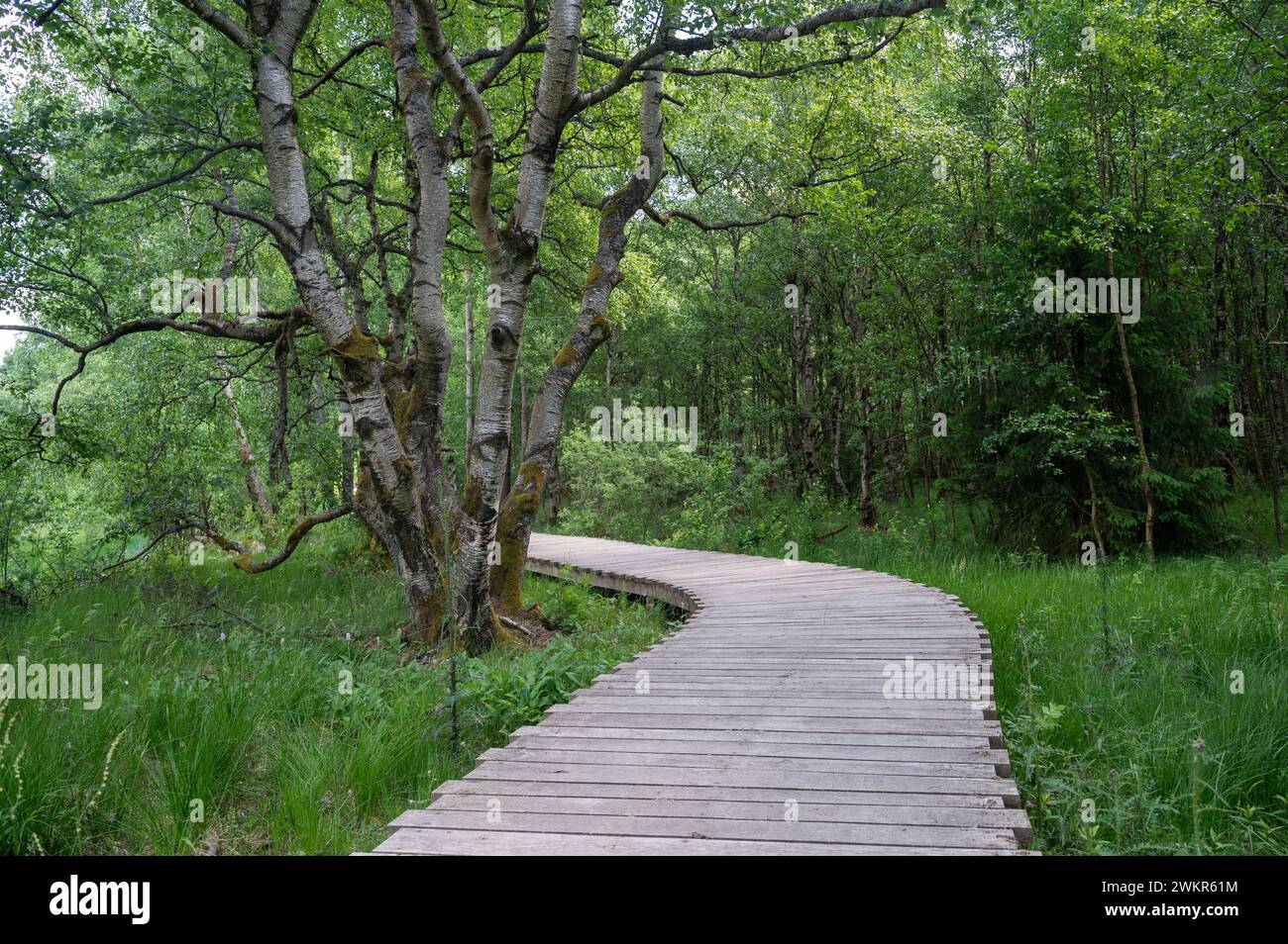 Black moor in the Rhoen, Bavaria, Germany, with tree and a new moor ...