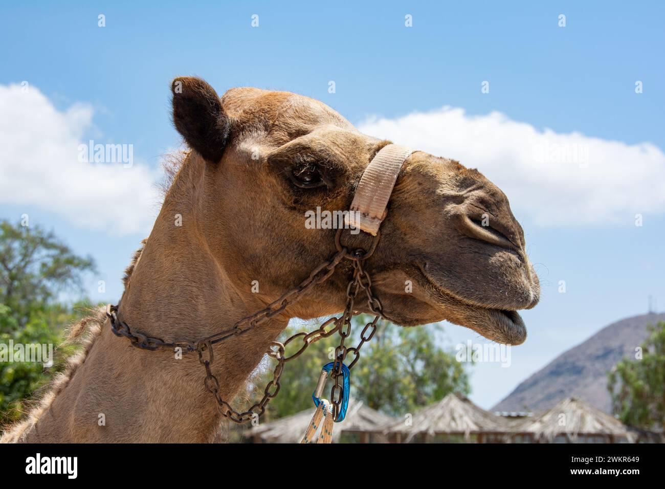 Head of a camel with harness and blue sky Stock Photo - Alamy
