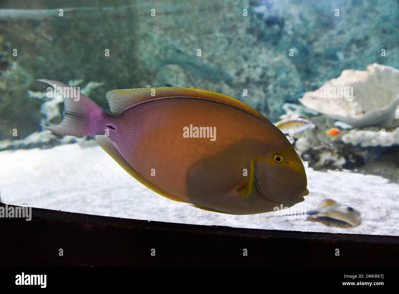 Beautiful fish Acanthurus xanthopterus swimming in the aquarium at the ...