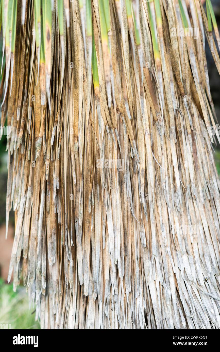 Dried palm leaves, used for construction Stock Photo - Alamy